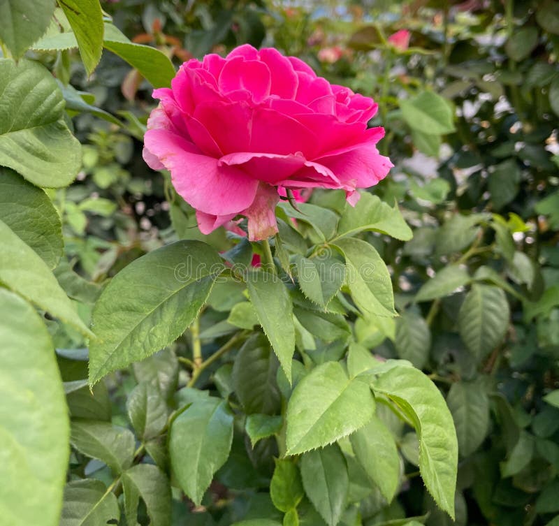 Rose in Pink Color in Its Stem 3.68 Stock Photo - Image of elizabeth ...