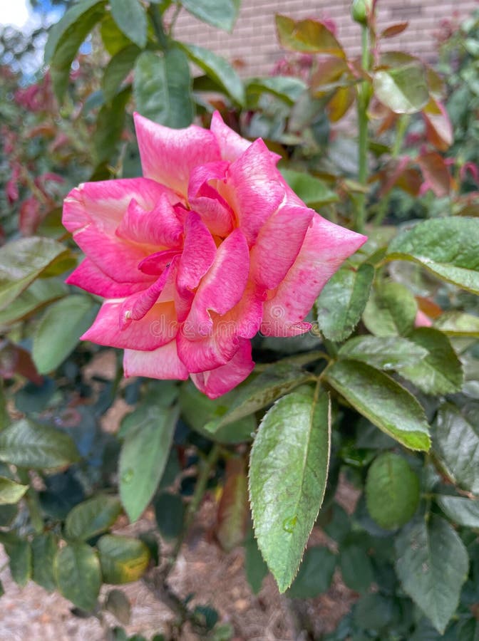 Hybrid Rose Flower in Pink and White 3.68 Stock Photo - Image of ...