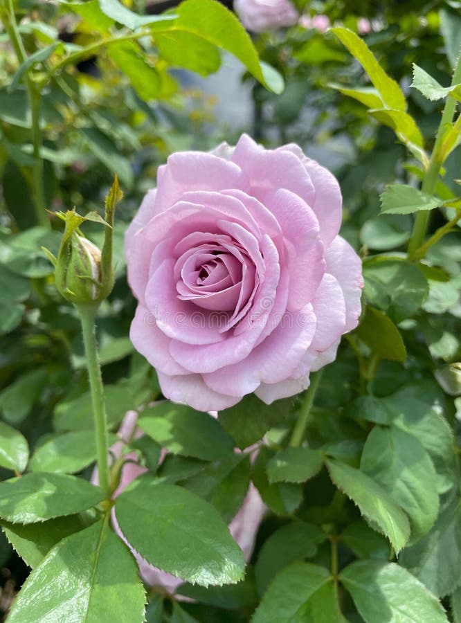 Light Lavender Flower Rose 3.50 Stock Photo - Image of leaf, plant ...