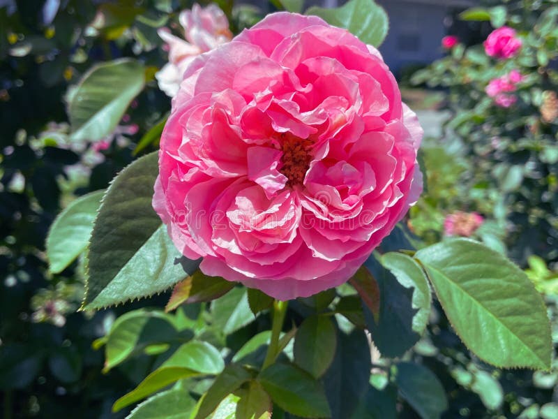 Portland Rose Flowering Plant Blooming in Pink 3.47 Stock Photo - Image ...