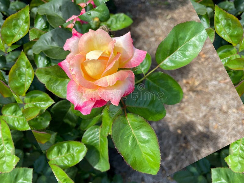 Hybrid Shrub Rose Bush 3.17 Stock Image - Image of anniversary, shrub ...