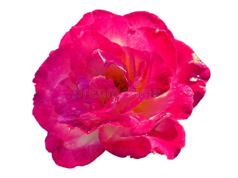 Rose Flower in Red and Yellowish in the Bottom of Petal 3.84 Stock ...