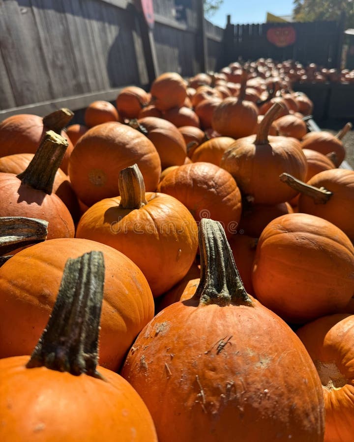 Mini Pumpkins, Cox Farms, Virginia. Stock Photo - Image of nova, autumn ...