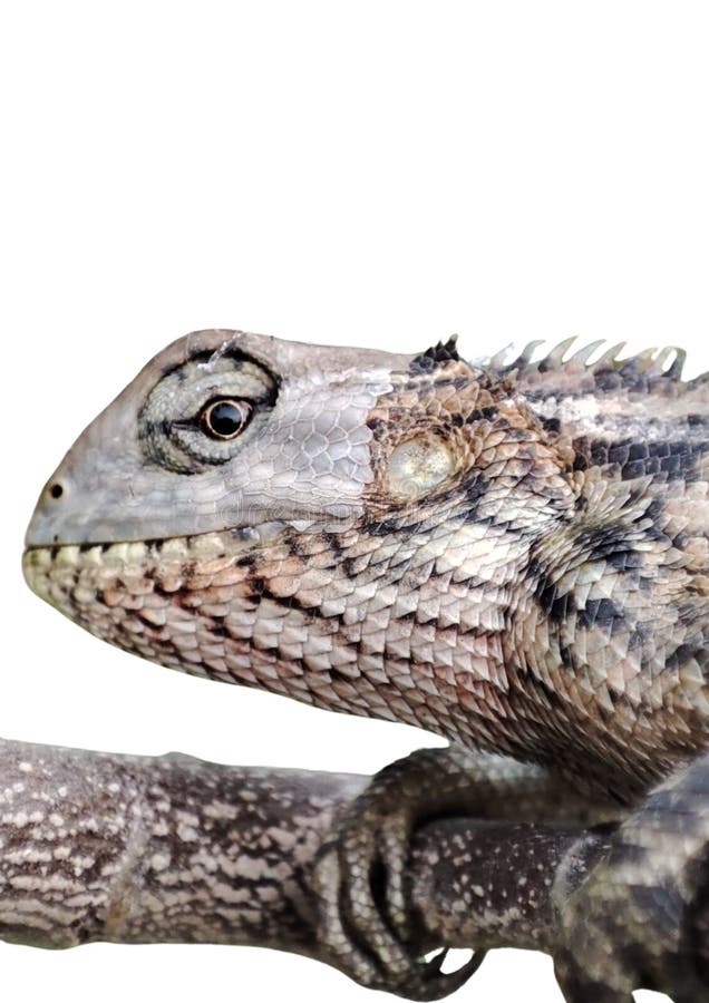 Female Calotes Stock Photos - Free & Royalty-Free Stock Photos from ...