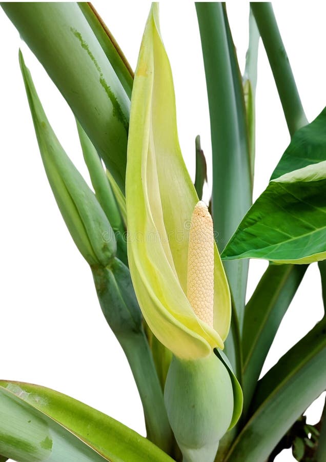 Close Up Taro Flower Plant on White Background. Stock Image - Image of ...