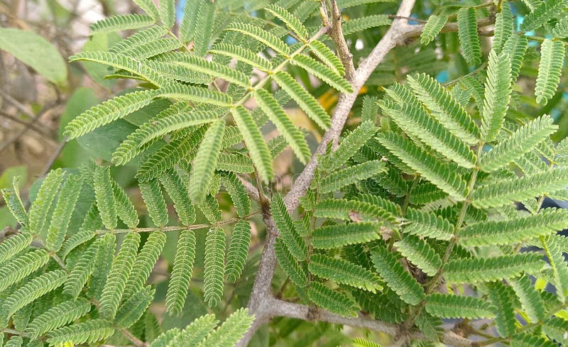 Shami Plant Well Rooted, Fresh, Green & Healthy Plant Shami Stock Image ...