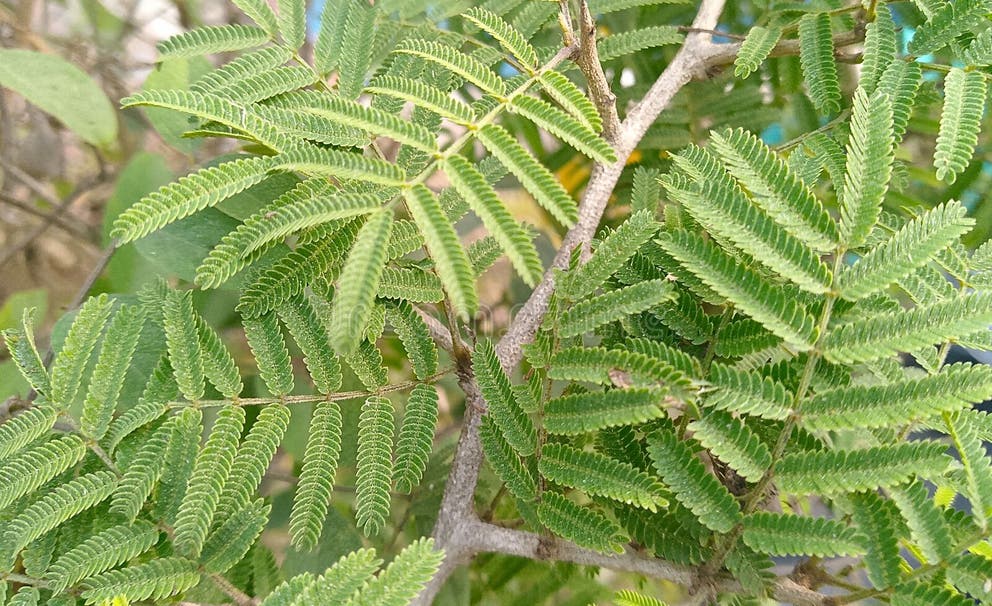 Shami Plant Well Rooted, Fresh, Green & Healthy Plant Shami Stock Image ...