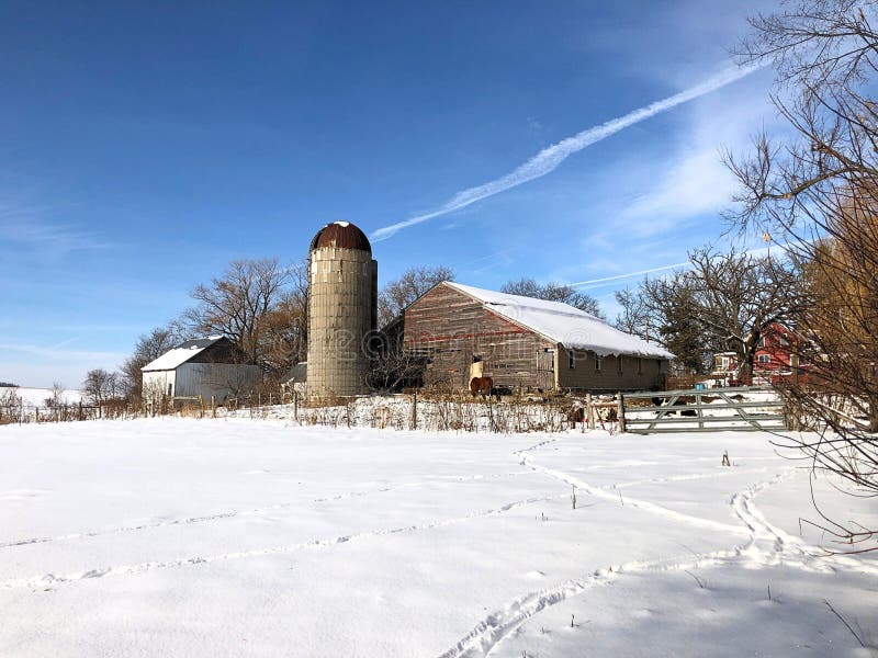 An Old Dutch Style Barn Sheltering Cattle Stock Photo - Image of county ...