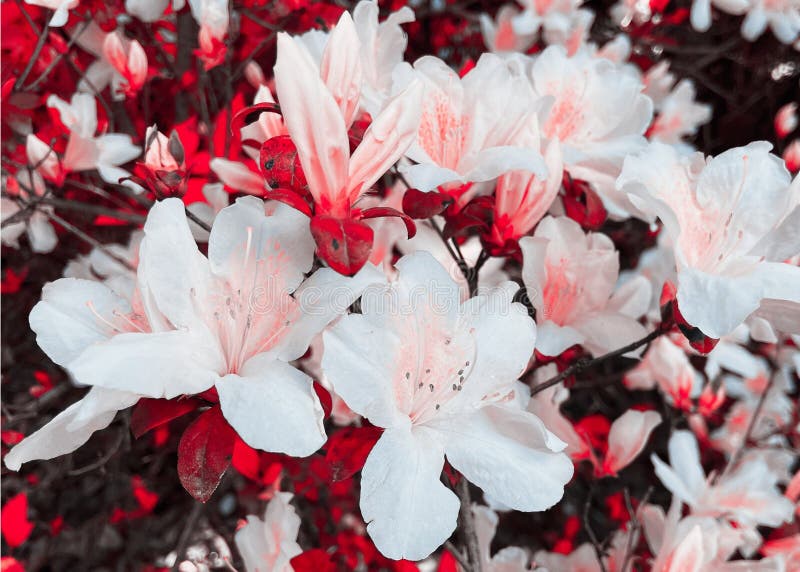 Clusters Azalea Flower Blooming Densely Stock Photos - Free & Royalty ...