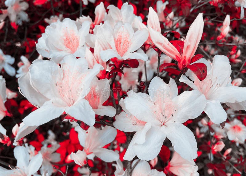 Full Clusters of Azaleas Flowers in Full Bloom Stock Image - Image of ...
