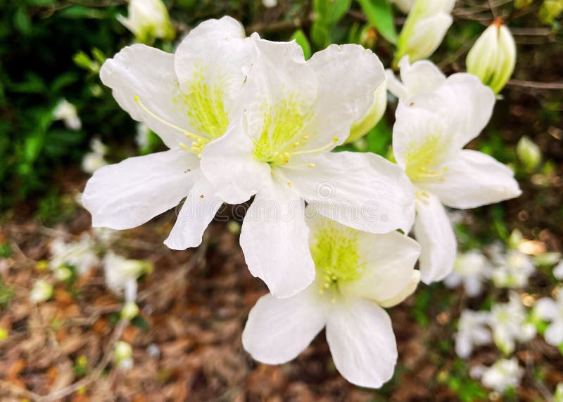 White Azalea Flowering Shrub in the Genus Rhododendron Stock Image ...