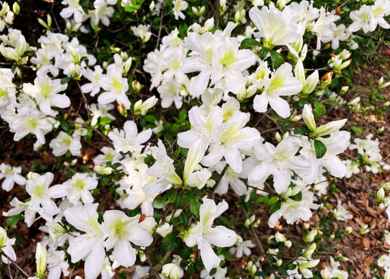 Full Bloom of the White Azalea Bush Flowering Plant Stock Photo - Image ...