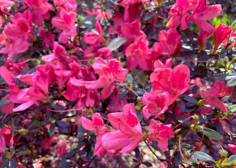 Bright Pink Azalea Flower Full Bloom Stock Image - Image of ...