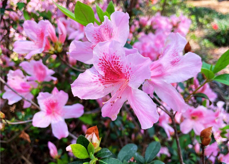 Pink Azalea in Full Clusters of Blooms Stock Image - Image of shrub ...