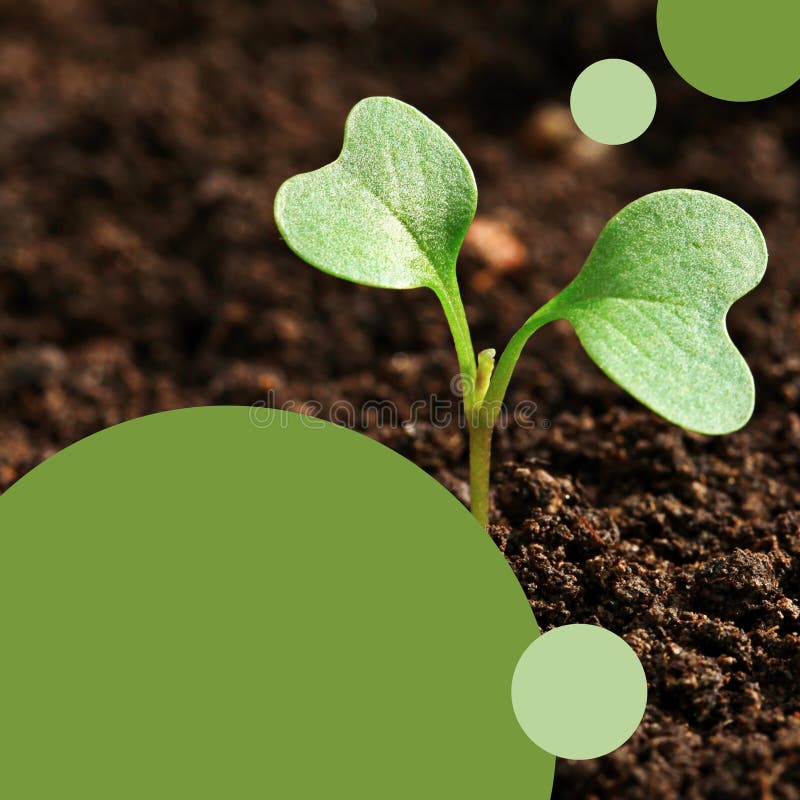 Small Green Seedling Two Leaves Emerges Dark Rich Soil Stock Photos ...