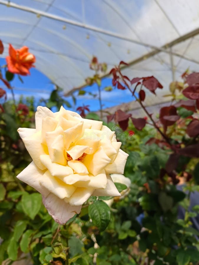 Pale Yellow Rose with Soft Petals Stock Photo - Image of beauty, blue ...