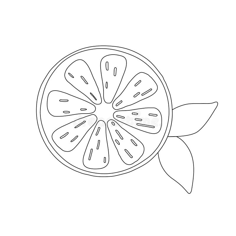Half Lemon Slice Black Outline Stock Illustrations – 887 Half Lemon ...