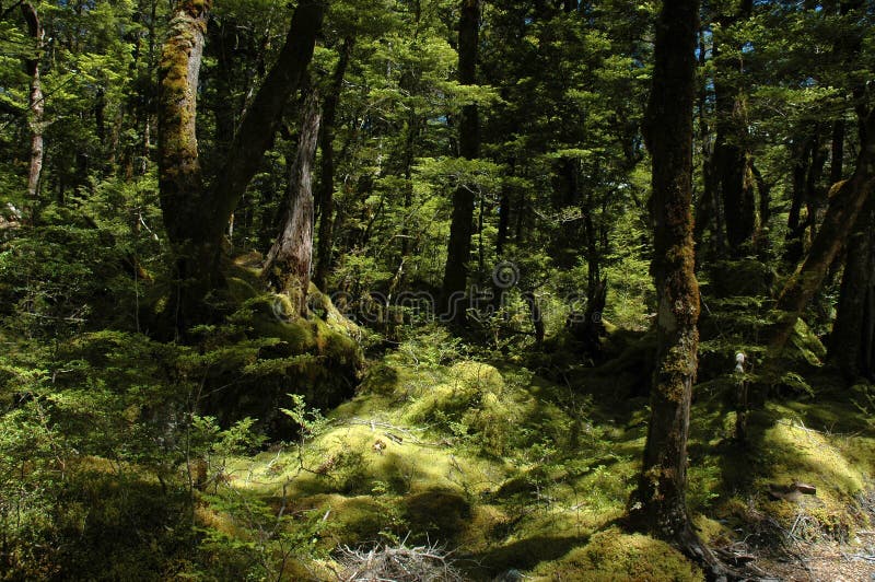 Untouched Nature - Old Forest Stock Photo - Image of zealand, outside ...