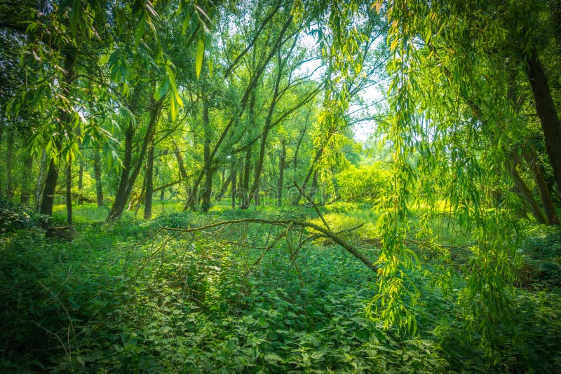 Untouched Nature. View The Sky With Clouds And Their Reflection Stock ...