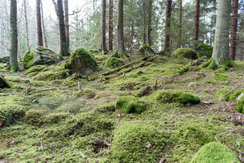 Untouched old forest stock image. Image of woodland, moss - 85646293