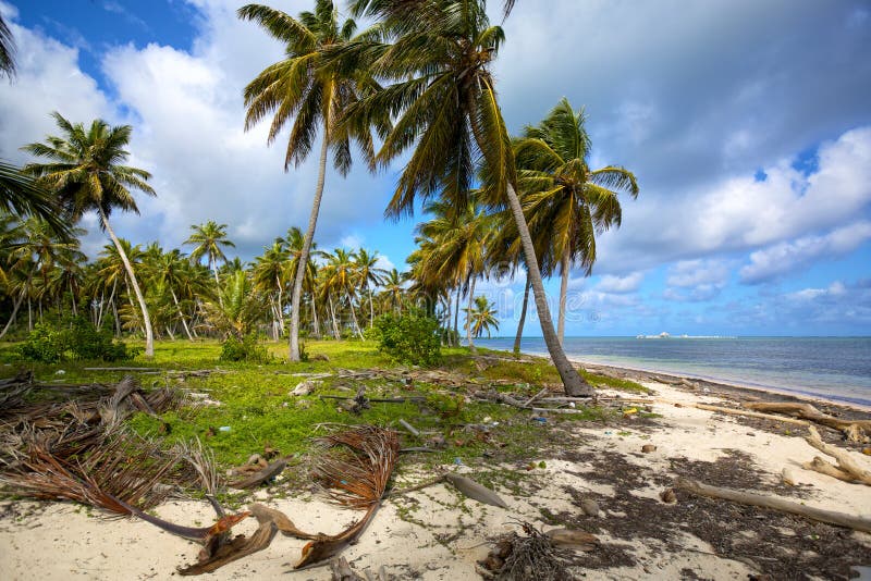 Untouched palm beach stock image. Image of tree, island - 38159567