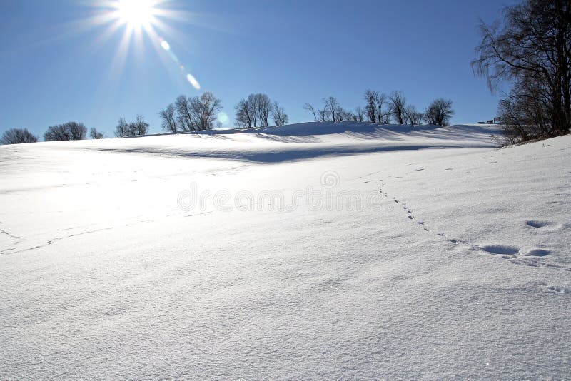 In an Untouched Snowy Scenery Stock Image - Image of holiday, leaves ...