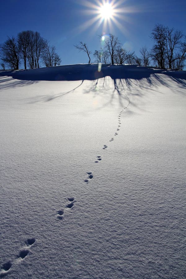 In an Untouched Snowy Scenery Stock Photo - Image of shade, nicely ...