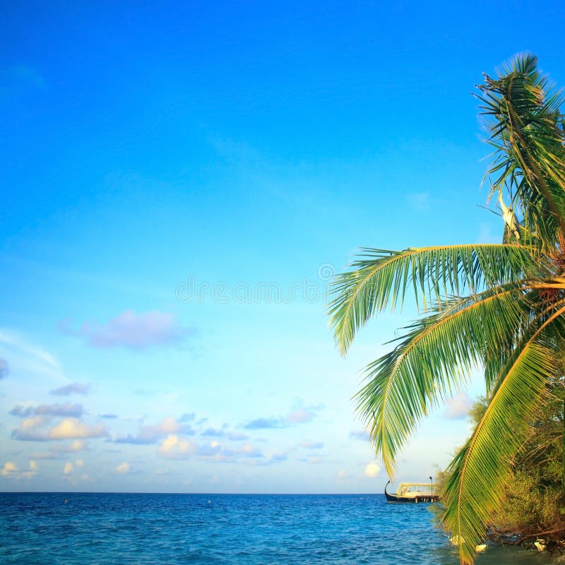 Untouched tropical beach stock image. Image of caribbean - 37904055