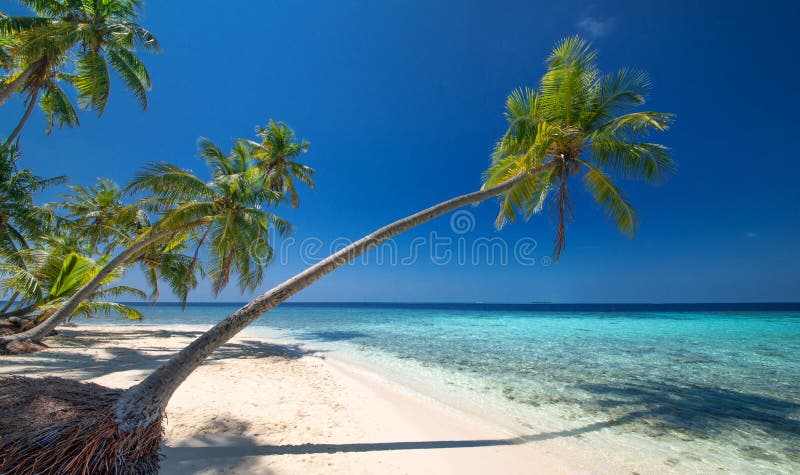 Untouched tropical beach stock image. Image of resort - 56891021