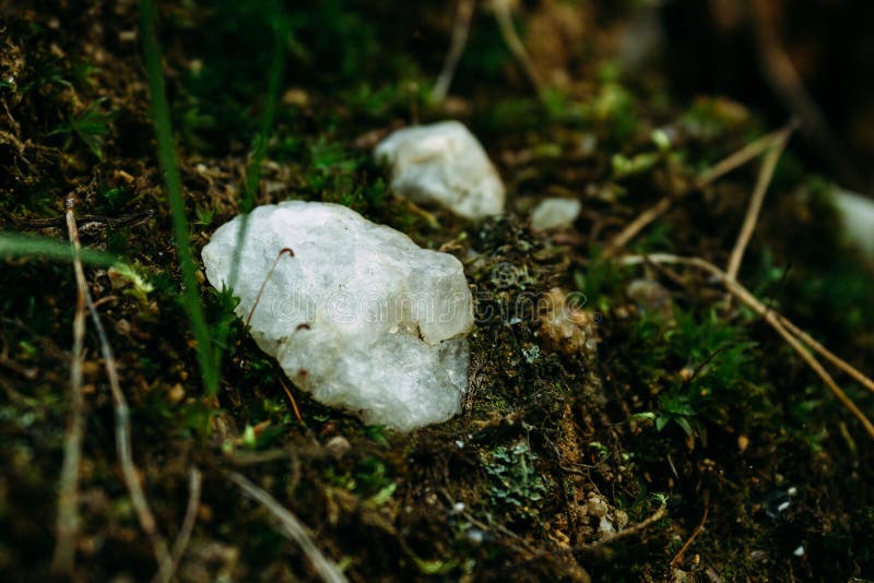 Untreated Quartz in the Forest Stock Image - Image of semiprecious ...