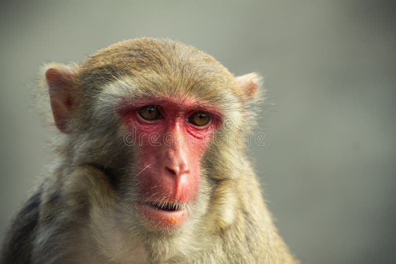Untrusting stock photo. Image of animals, face, monkeys - 30789996