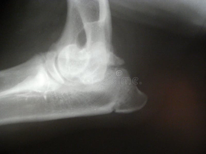 Ununited Processus Anconeu, Dog Stock Image - Image of veterinarian ...