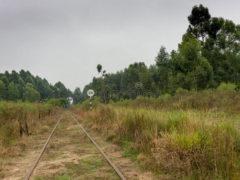 Unused Train Tracks with Forest Background Stock Photo - Image of ruin ...