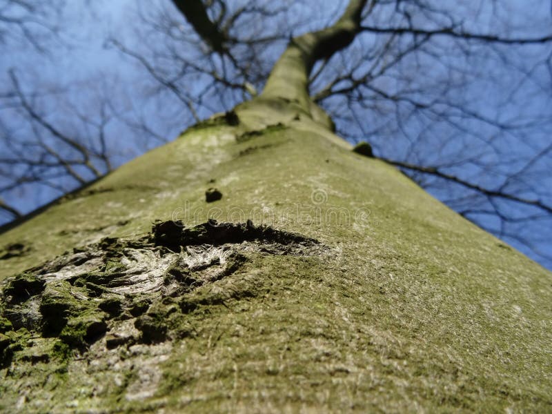 Unusual Angle of View Along a Smooth Beech Tree Bark with a Striking ...