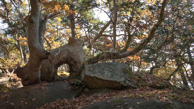 Unusual Arched Tree Trunk Formation Stock Image - Image of leaves ...