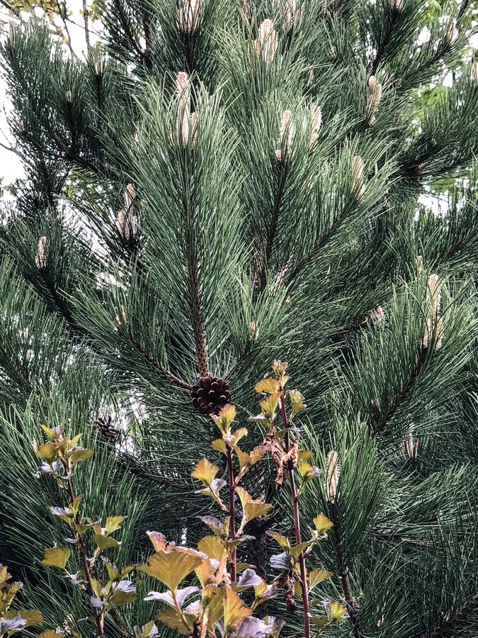 Unusual Australian Pine Tree with Pinecone Stock Image - Image of ...
