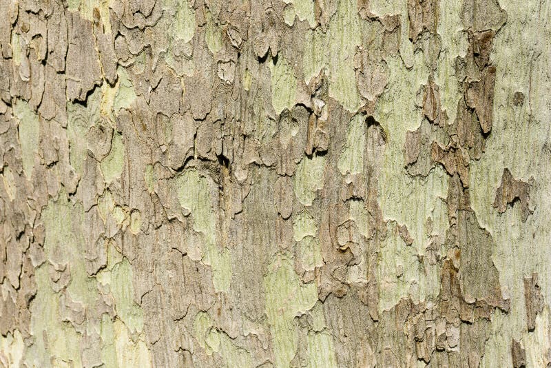 Unusual Background of Tree Bark Stock Image - Image of plank, textures ...