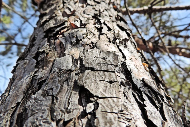 Bark of a Pine Tree is Very Rough Prickly and Textured Stock Photo ...