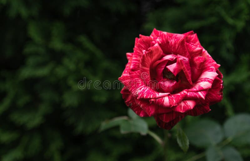 Unusual Beautiful Blooming Red Rose Stock Photo - Image of outdoor ...