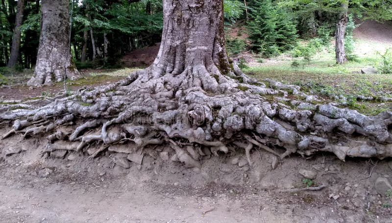 Unusual Beautiful Roots of a Tree in the Reserve Stock Photo - Image of ...