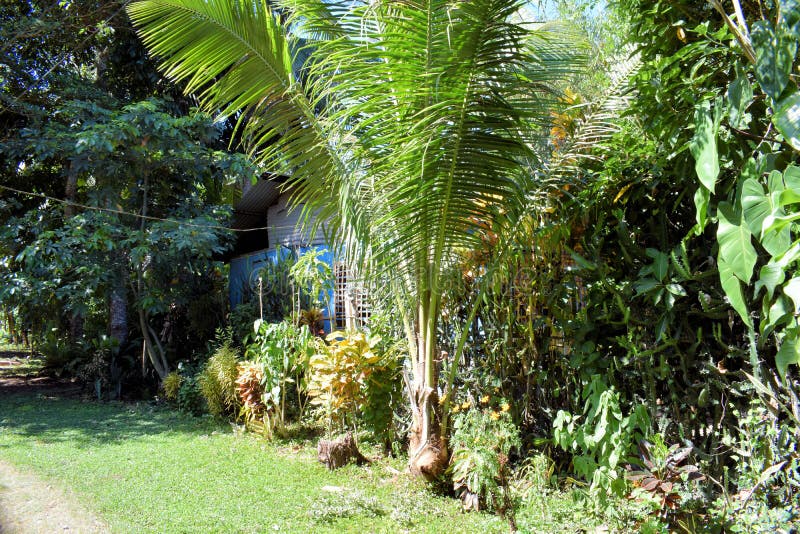Unusual Beautiful Tropical Trees. Stock Image - Image of light, earth ...