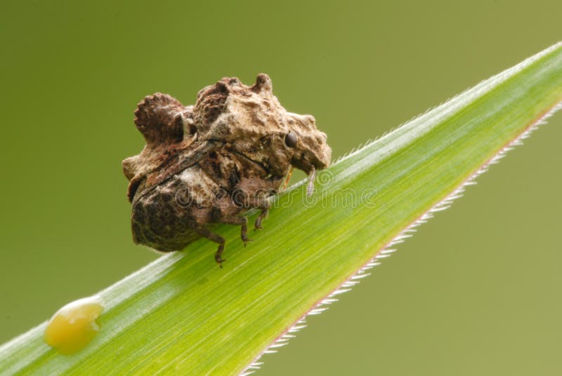 Unusual beetle stock image. Image of uneven, time, body - 5601813