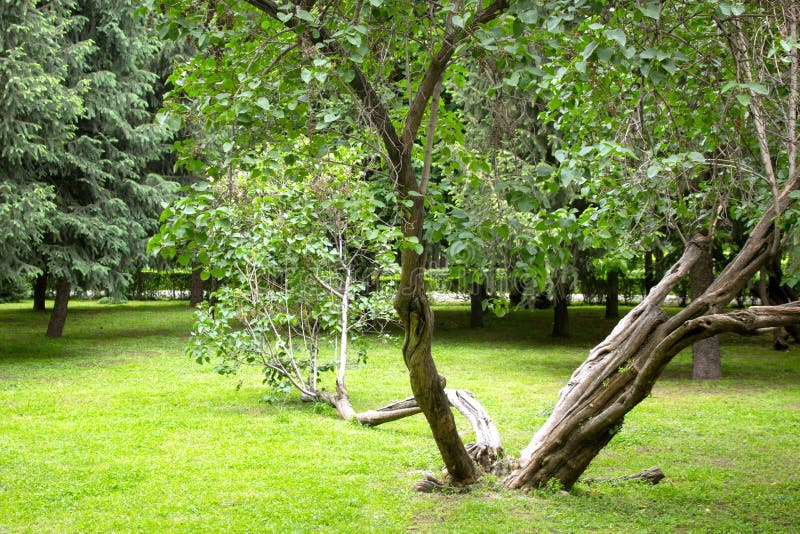 Bifurcated Tree Stock Photos - Free & Royalty-Free Stock Photos from ...