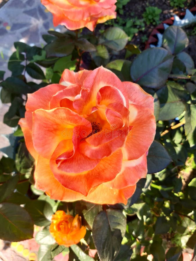 Unusual Big Orange Rose in the Garden Stock Photo - Image of tree, rose ...