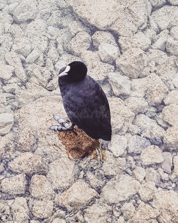An unusual bird stock image. Image of rock, wing, blue - 270404507