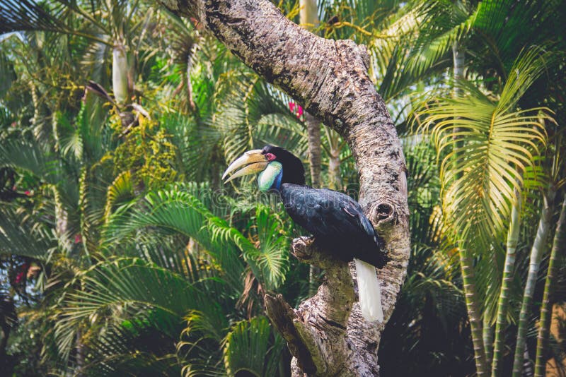 Unusual bird with big beak stock photo. Image of beak - 53003434