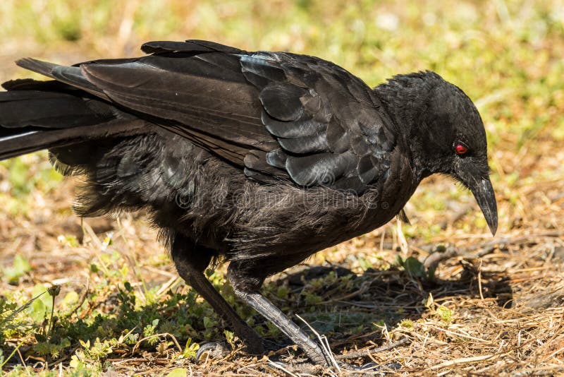 259 Beautiful Forested Areas Stock Photos - Free & Royalty-Free Stock ...