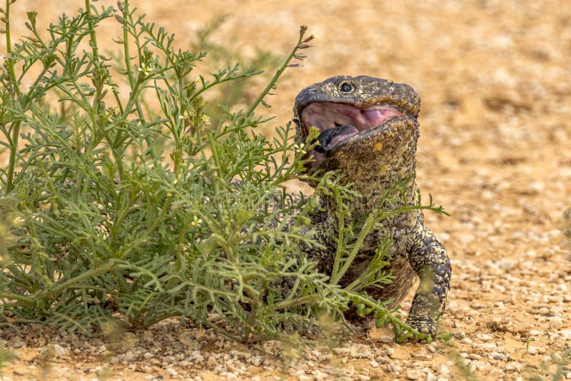 Shingle-backed Lizard in South Australia Stock Image - Image of back ...