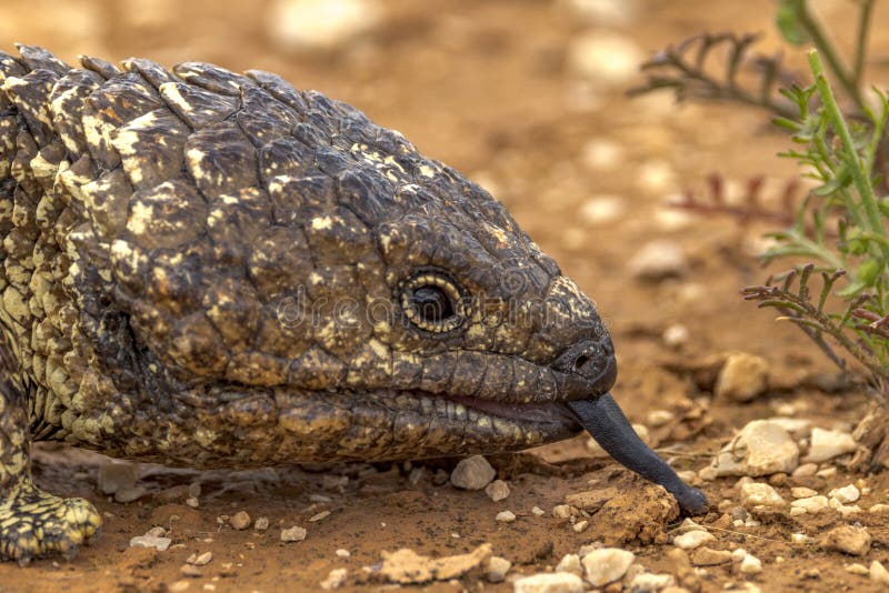 Shingle-backed Lizard in South Australia Stock Image - Image of macro ...