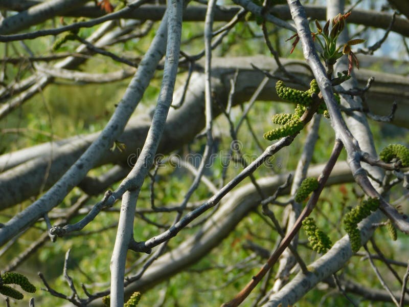 Unusual Branch in the Spring Stock Photo - Image of blossoms ...